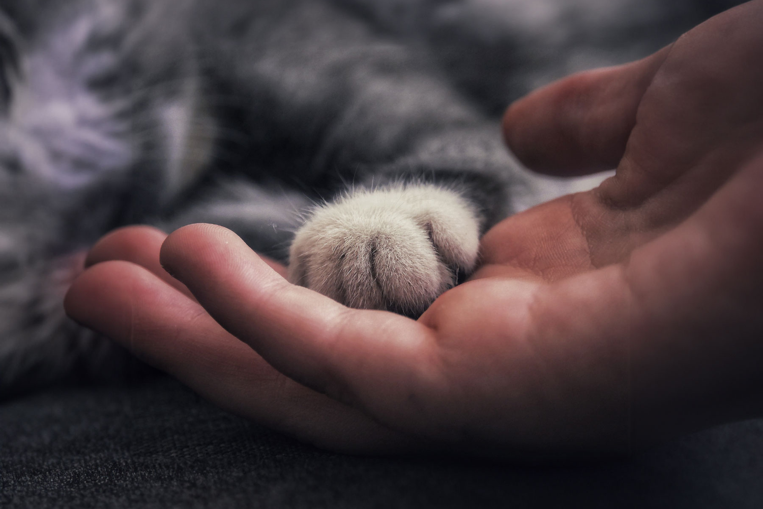 Remember a Charity with NAWT | National Animal Welfare Trust