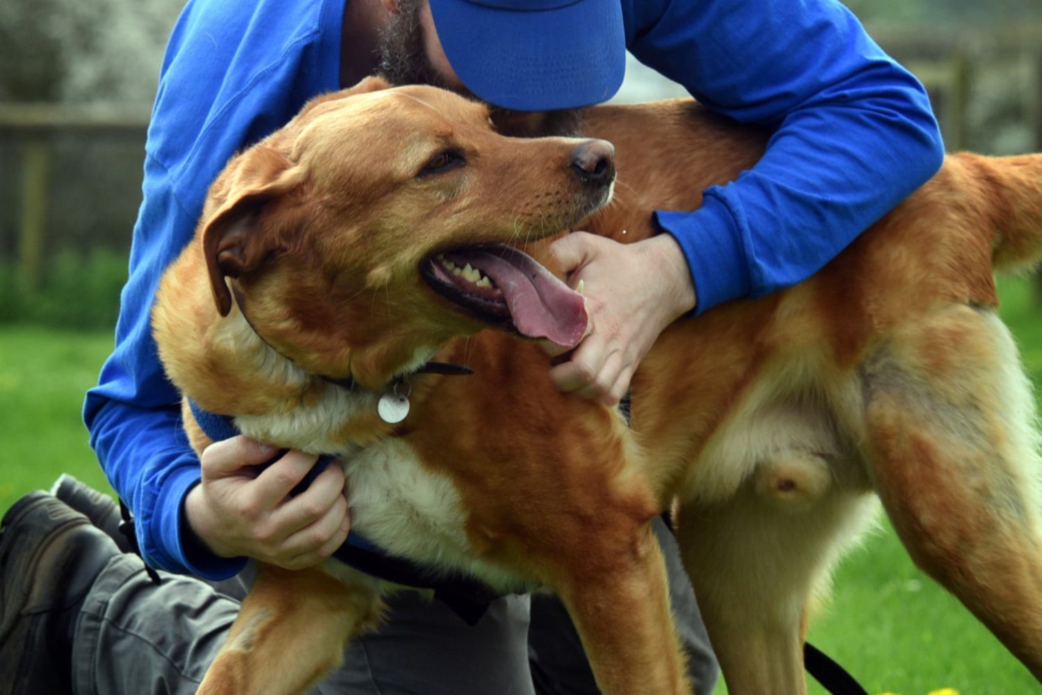 Choosing a Boarding Kennel | National Animal Welfare Trust
