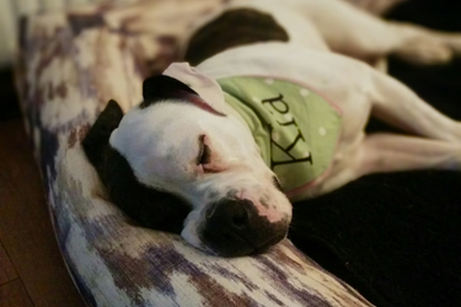 Remembering Kia | National Animal Welfare Trust
