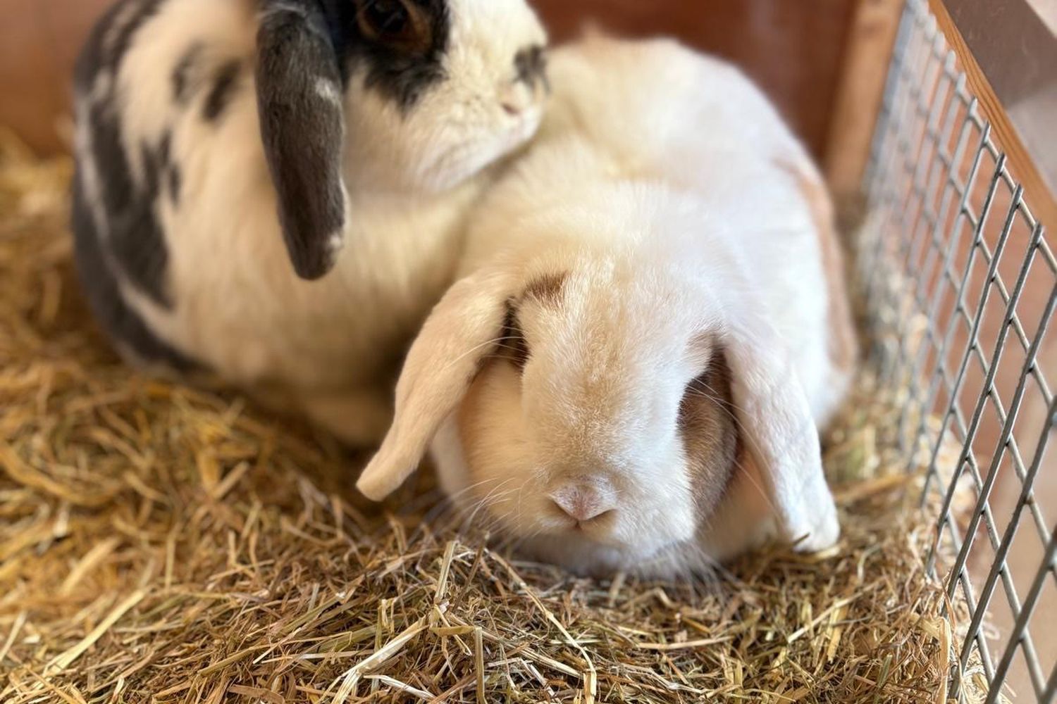 Introduction to spaying rabbits | National Animal Welfare Trust