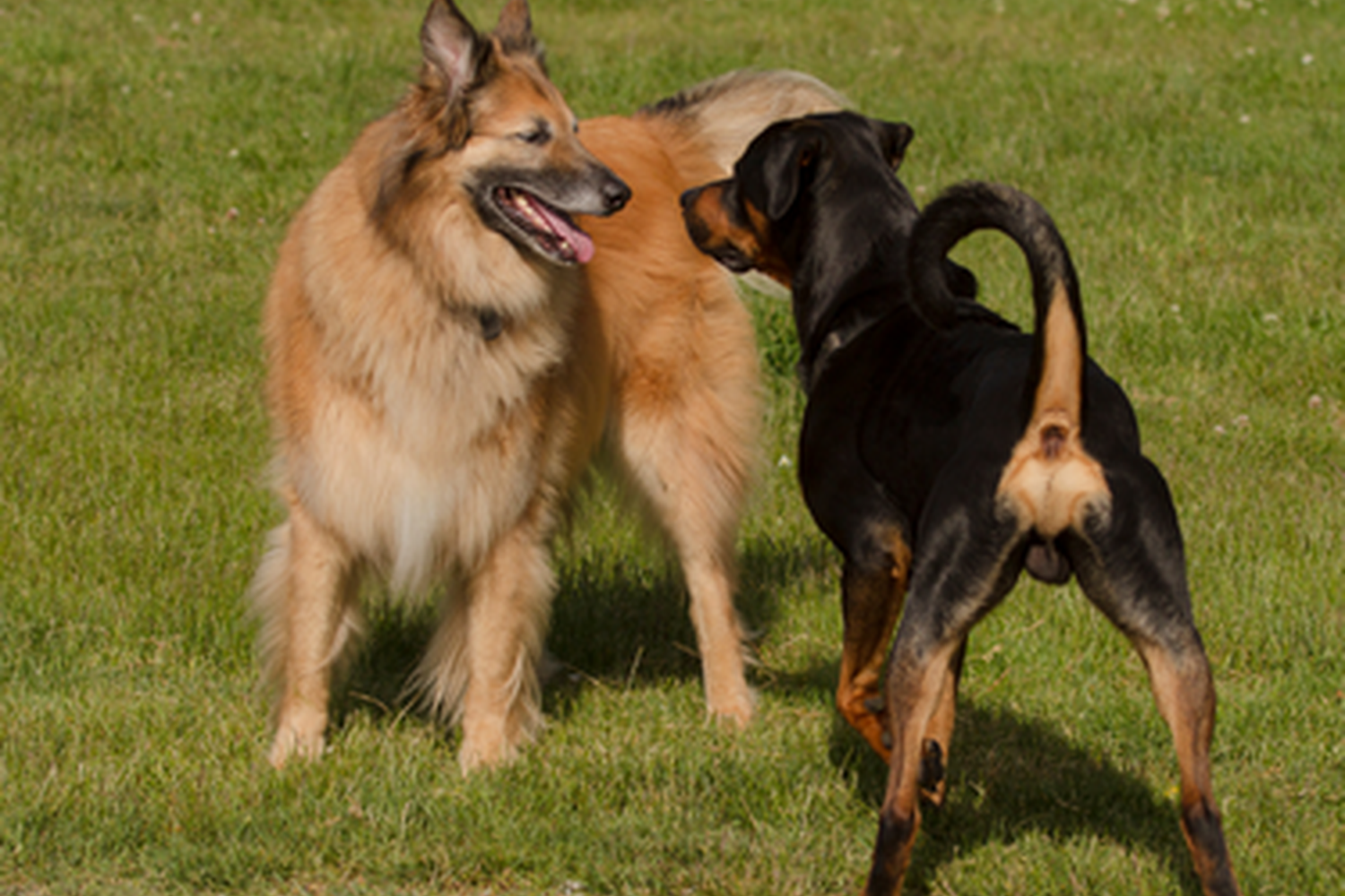 Dog training tips: Enthusiastic and inappropriate greeters | National ...