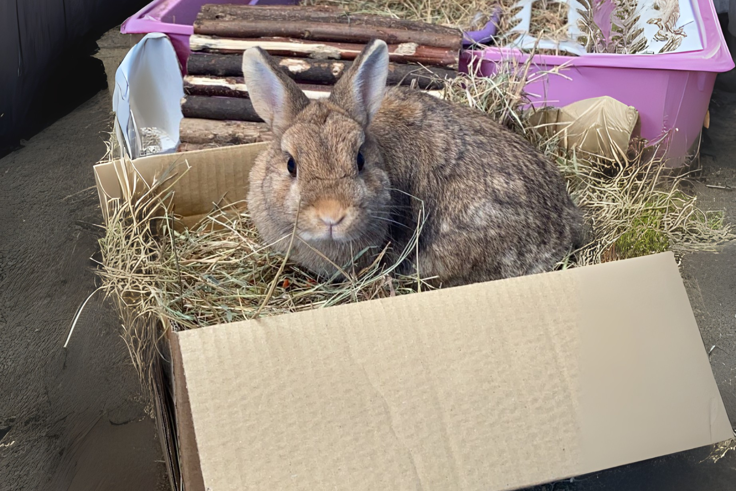 The Importance of Enrichment for Pet Rabbits and How You Can Provide It ...