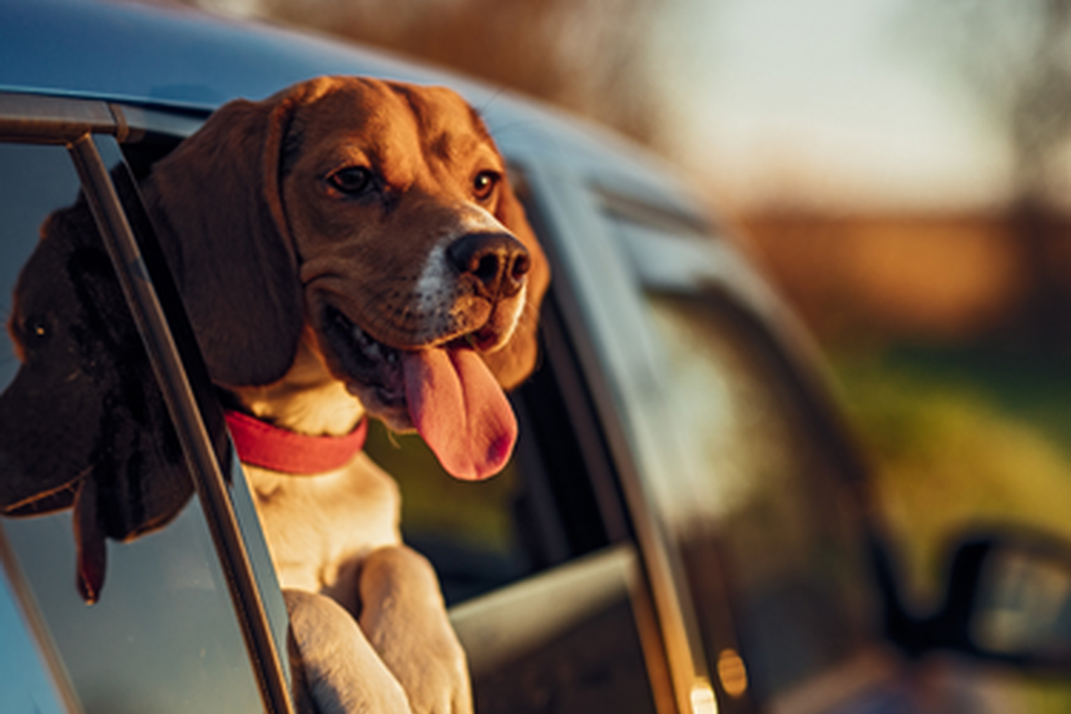 On the road with your dog - travel advice | National Animal Welfare Trust