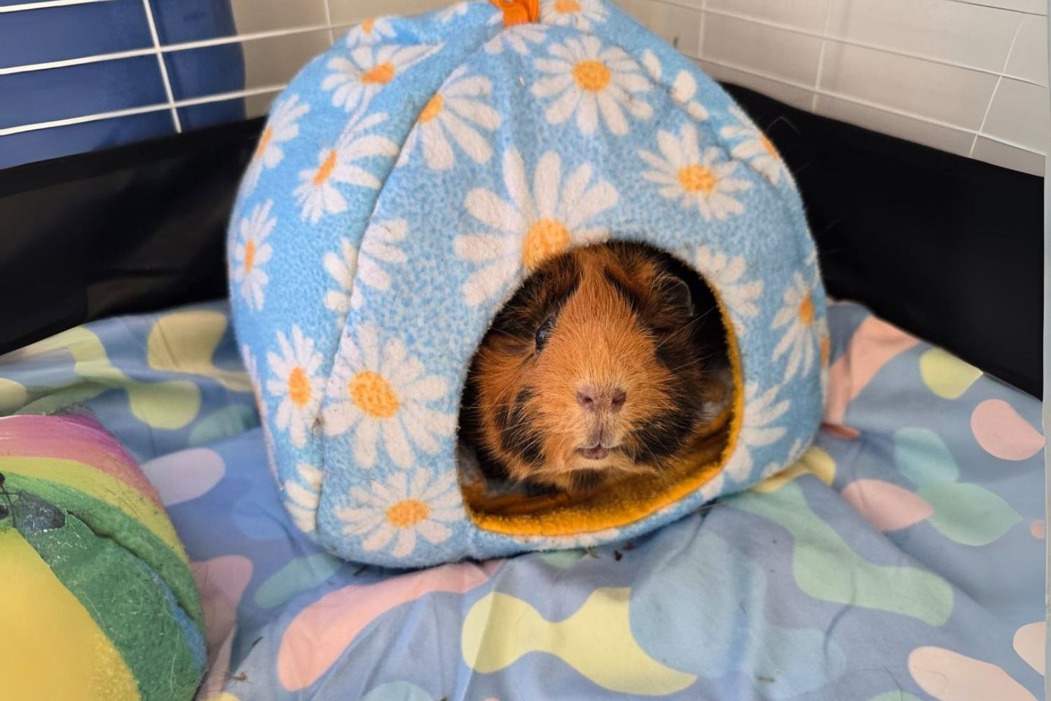 6 Benefits of C&C Guinea Pig Cages | National Animal Welfare Trust