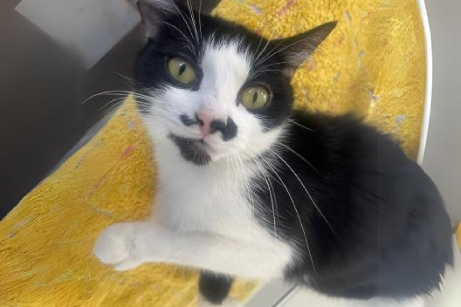 Mary the cat becomes a mother on Christmas day – The Christmas Miracle ...