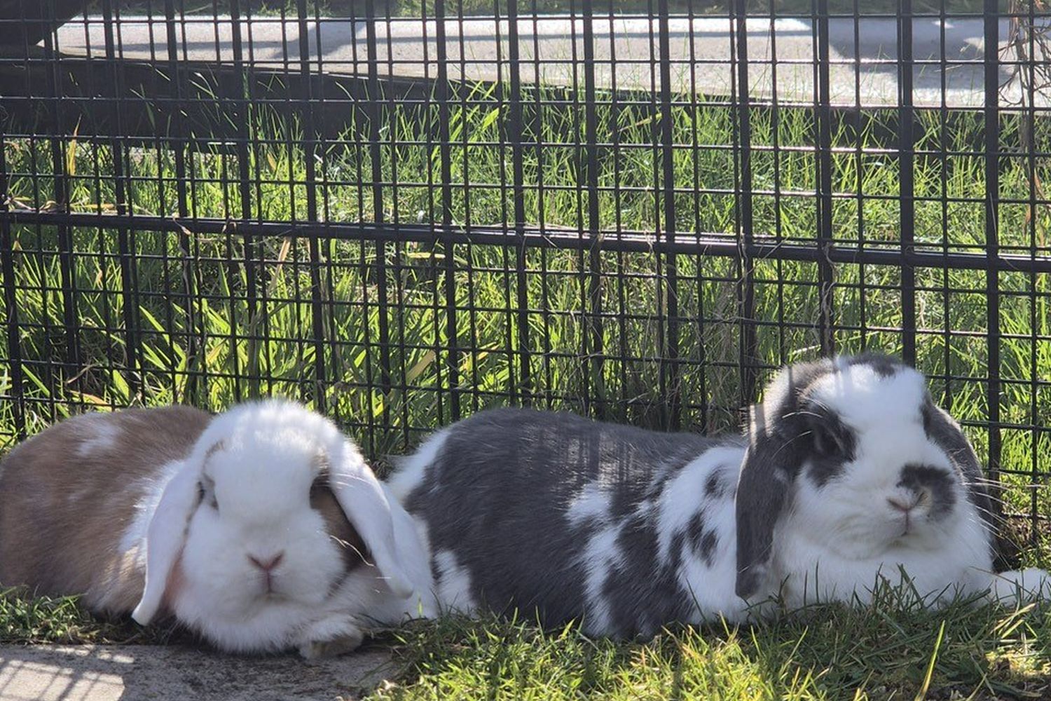Introduction to rabbit castration | National Animal Welfare Trust