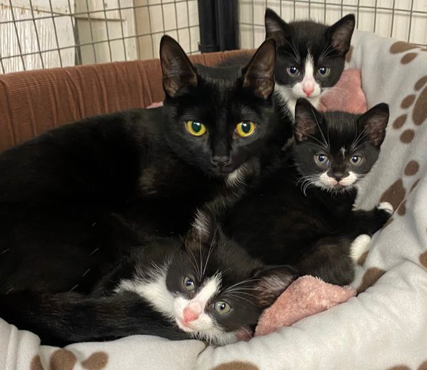 Guest blog – Why fostering cat mum’s and their kittens is so important ... Guest blog – Why fostering cat mum’s and their kittens is so important ...