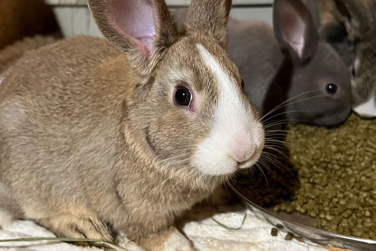 Introduction to neutering rabbits | National Animal Welfare Trust