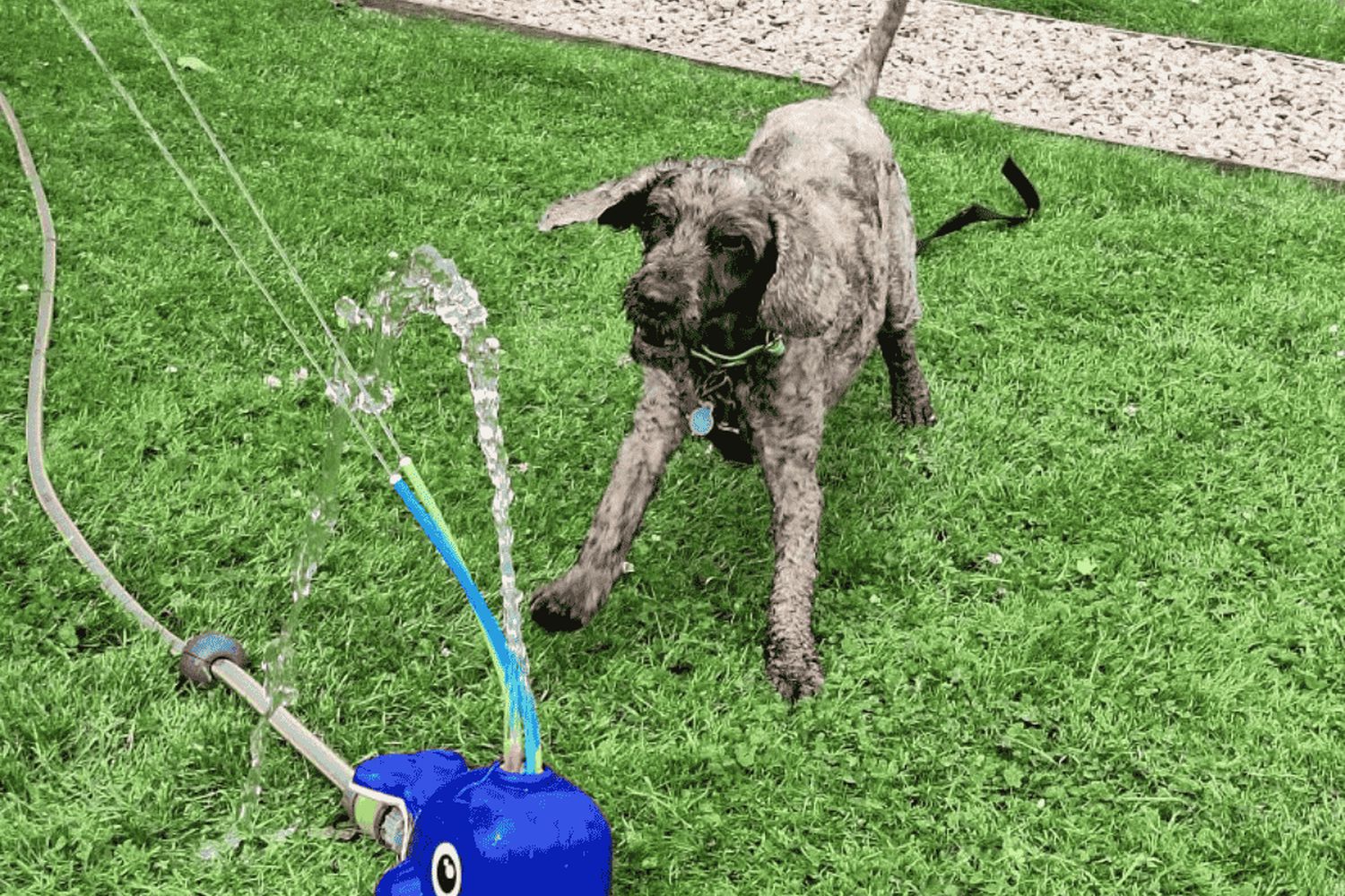 How to Encourage Your Dog to Drink More Water Using Enrichment ...