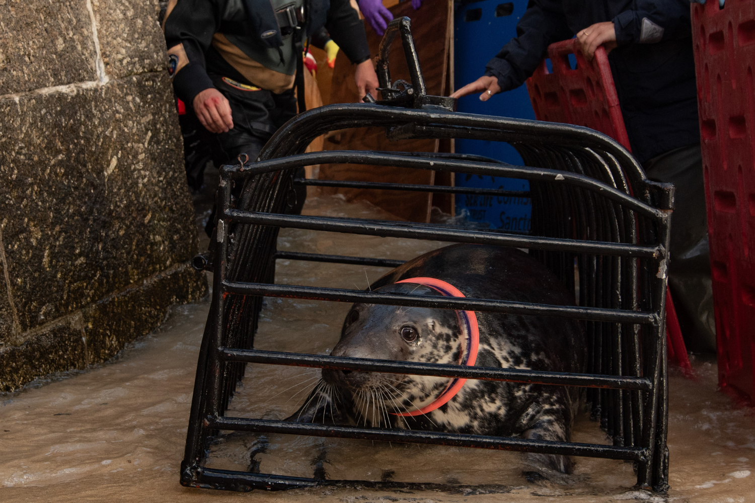 NAWT and The Seal Sanctuary join forces to highlight dangerous dog toys ...