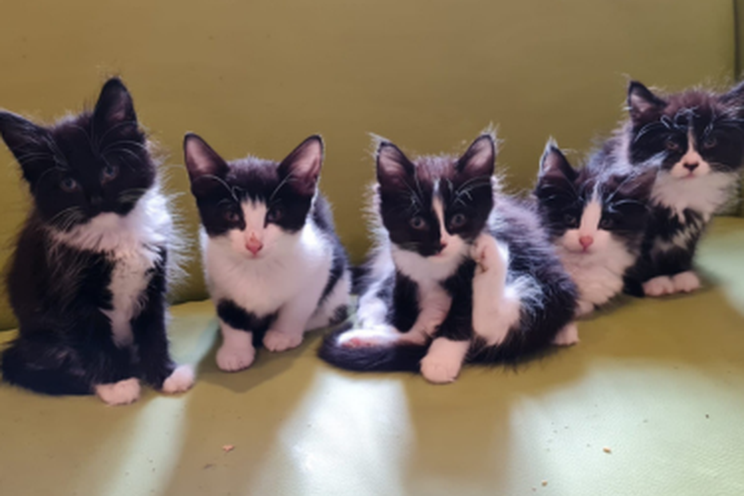 Guest blog – Why fostering cat mum’s and their kittens is so important ...