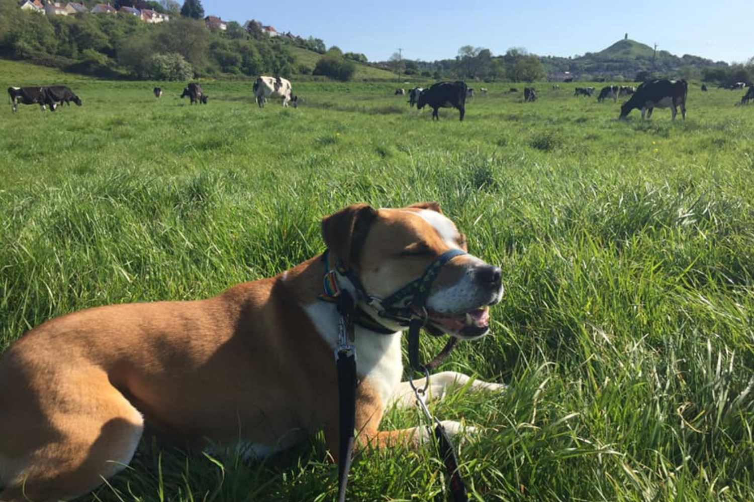 Safely Walk Your Dog Around Cows | National Animal Welfare Trust