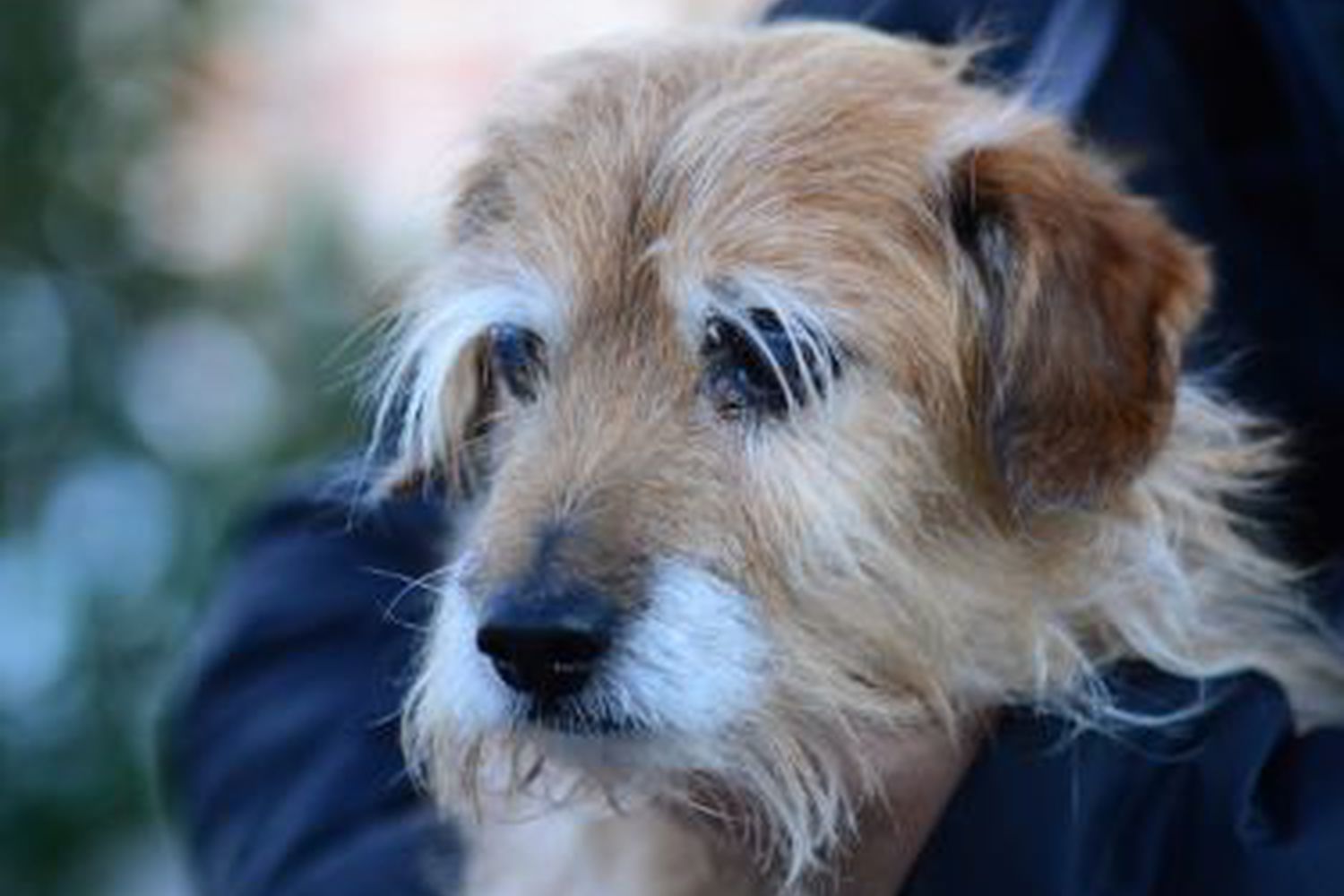 How to prevent your dog from being stolen | National Animal Welfare Trust