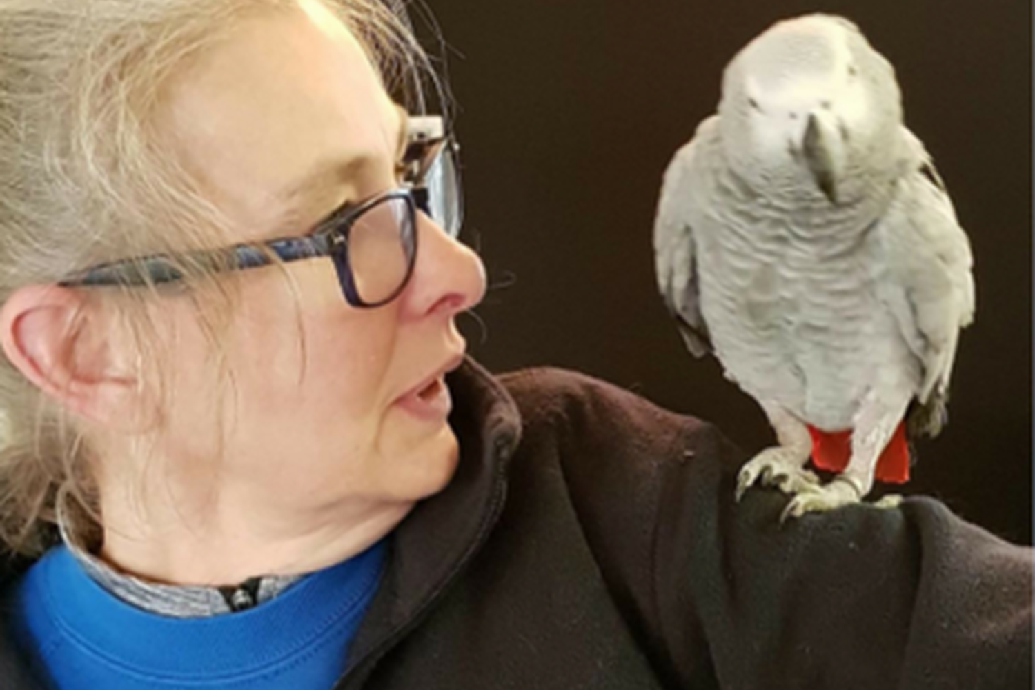 Rocco the parrot hits the headlines | National Animal Welfare Trust