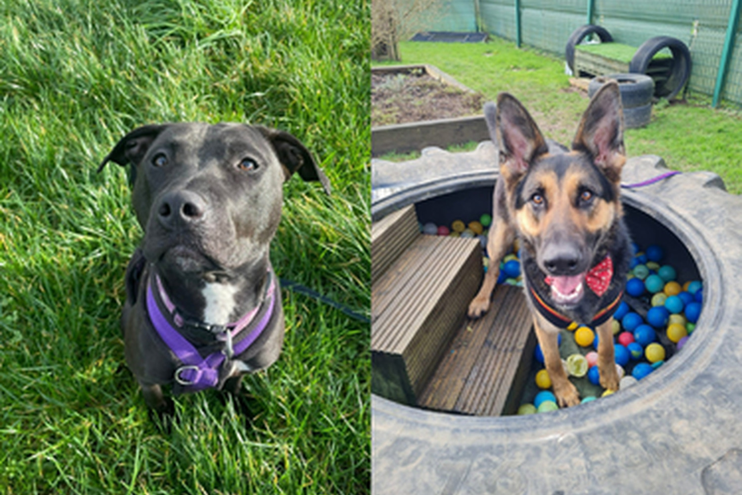 Luna and Ebbie – Two overlooked dogs waiting for their forever homes ...