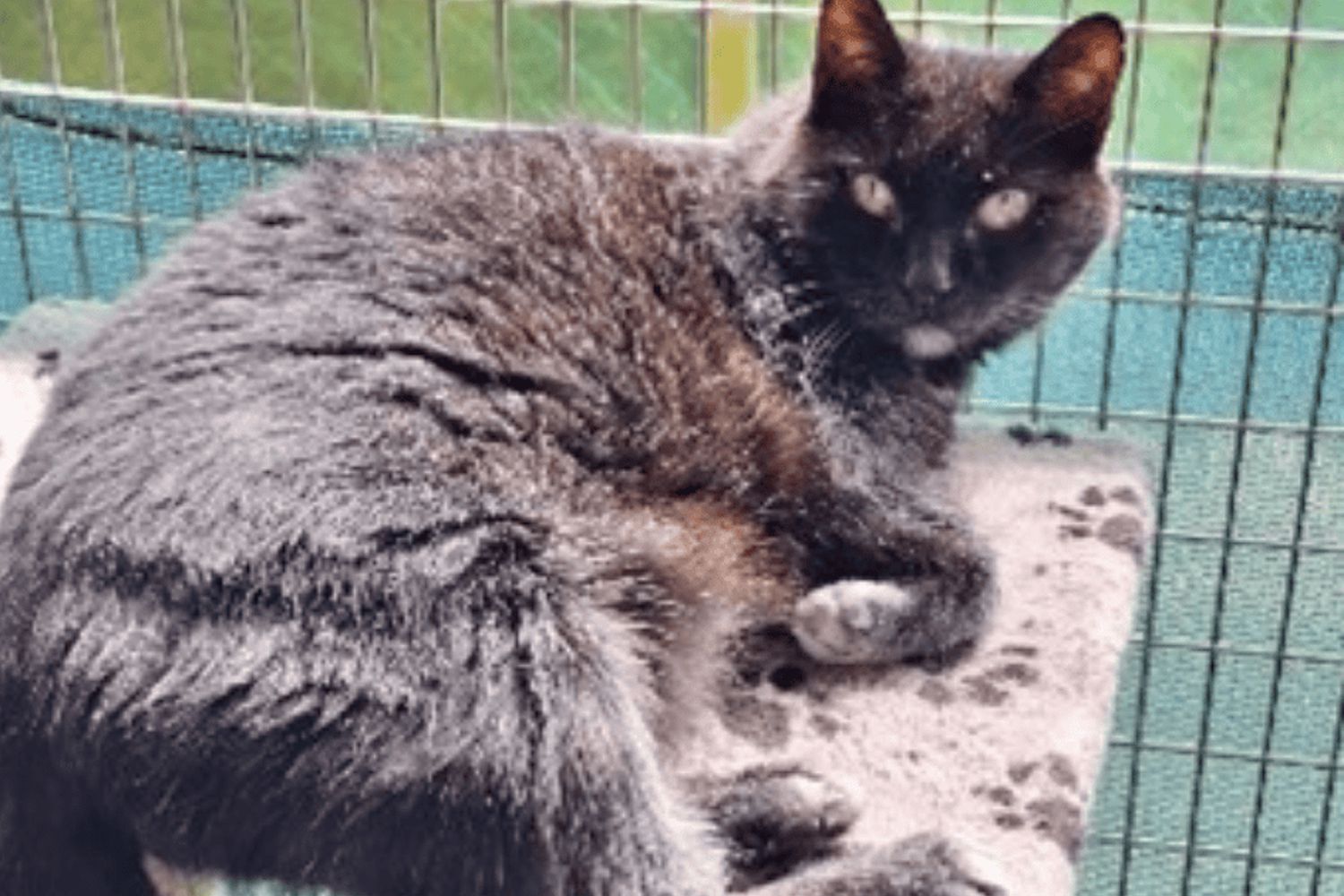 A Tribute to Coco-Bean: How Adopting a Senior Cat Brought Healing, Joy ...