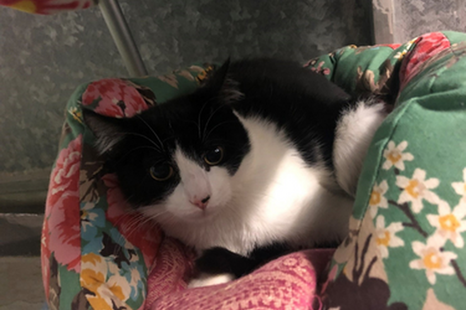 Mischief - An Aptly Named Cat! | National Animal Welfare Trust